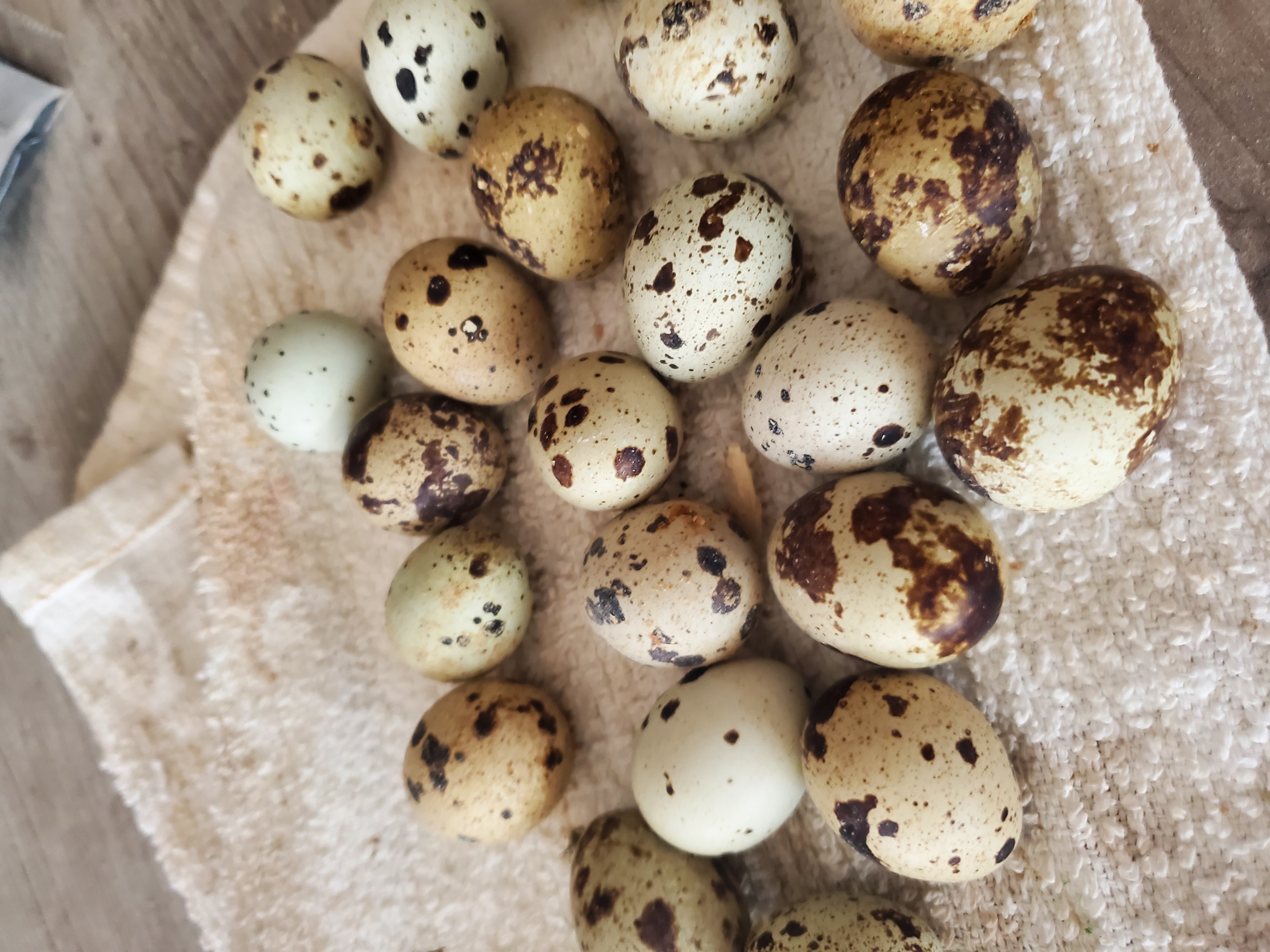 Quail for Sale — Buy & Sell Live Quail Online | QuailSales