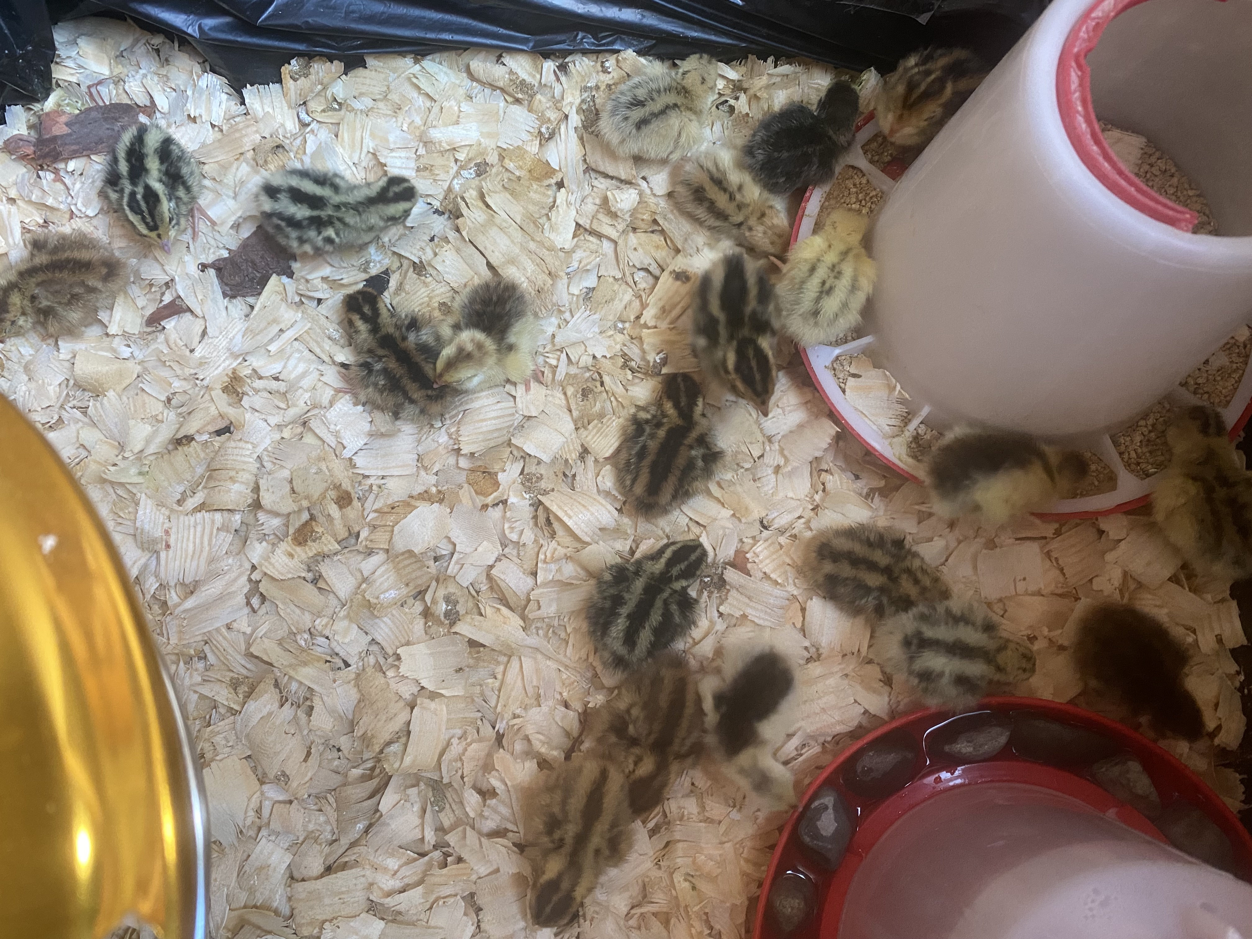Quail for Sale — Buy & Sell Live Quail Online | QuailSales