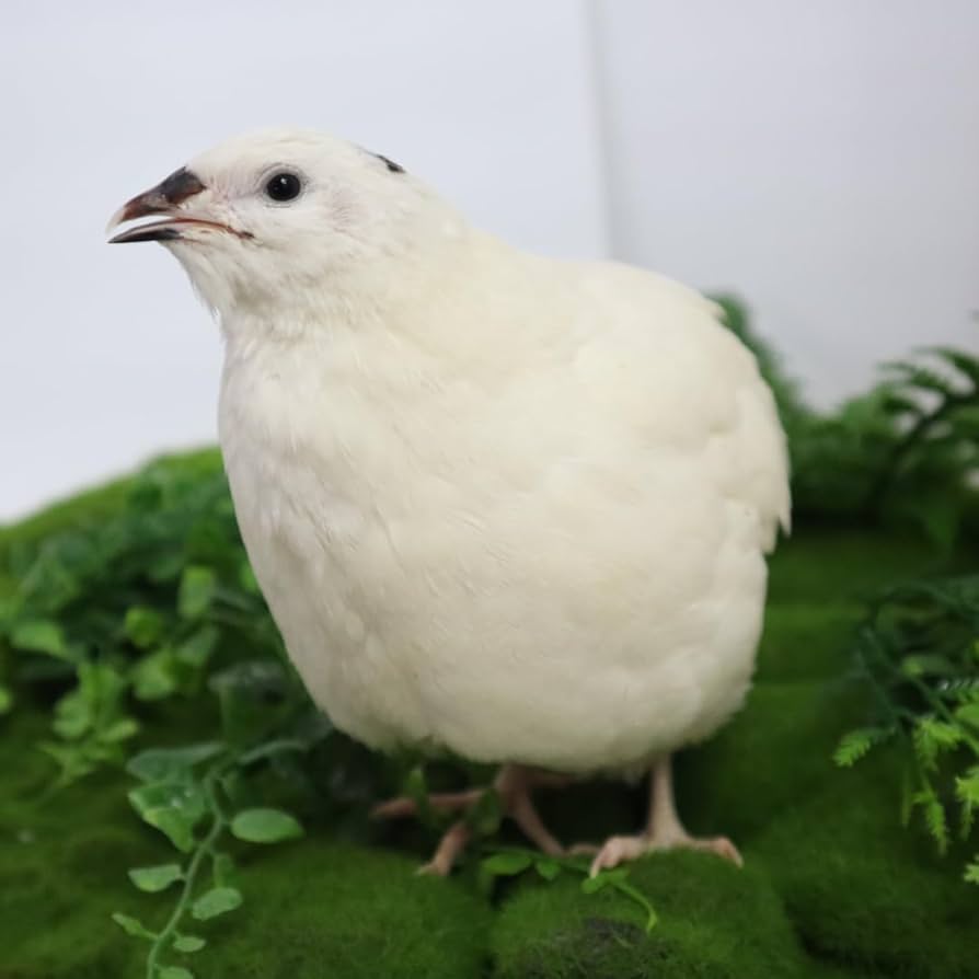 Quail for Sale — Buy & Sell Live Quail Online | QuailSales